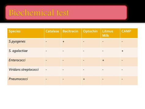 Ppt Streptococcus Sp Powerpoint Presentation Free Download Id 710990