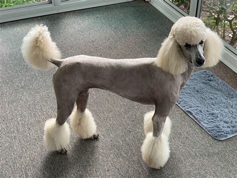 Why Are Poodles Shaved