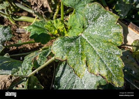 Marrow Squash Leaf Strongly Affected By A Powdery Mildew Fungal Disease