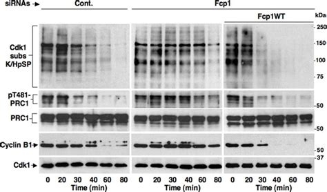 Figures And Data In Fcp1 Phosphatase Controls Greatwall Kinase To Promote Pp2a B55 Activation