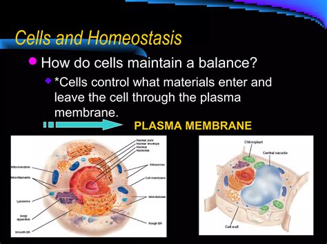 Homeostasis Transport PPT