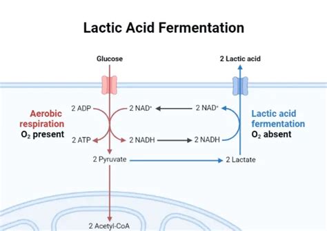 Lactic Acid Fermentation The Science Behind The Biotechnology