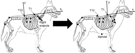Xiphoid Process Dog