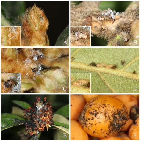 Cacopsylla Fuscicella Sp Nov Hemiptera Psyllidae A New Loquat