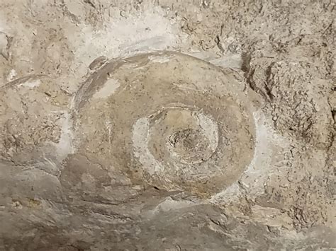 Cool Fossil Snail I Found Today R Fossils
