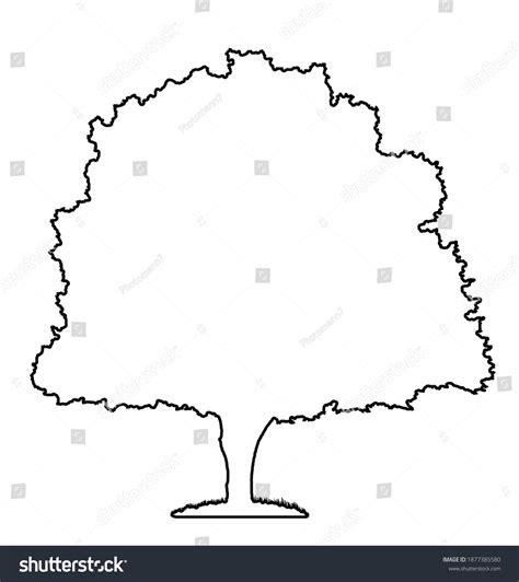 검은색 윤곽을 가진 흰색 그림으로서 린덴 스톡 일러스트 1877385580 Shutterstock