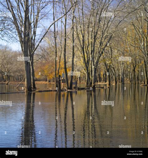 The Trees Flooded By The Water Canal Stock Photo Alamy