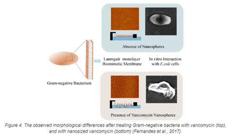 Monday Article 54 Tackling Vancomycins Ineffectiveness Against Gram Negative Bacteria