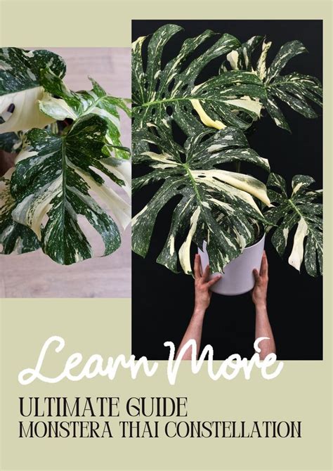 Monstera Thai Constellation Care Guide Monstera Variegated Plants