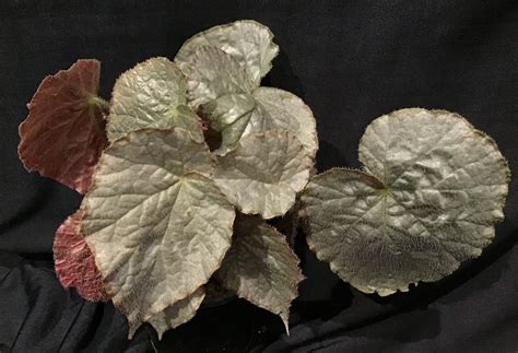 B Sir Percy Foliage Melbourne Begonia Society