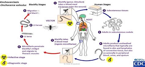 Onchocerca Volvulus Life Cycle In Human And In The Blackfly Download Scientific Diagram
