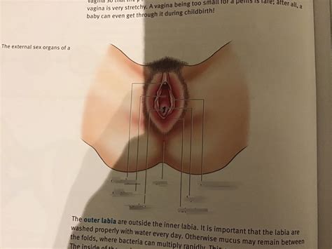 Biology Chapter The External Sex Organs Of A Woman Diagram Quizlet