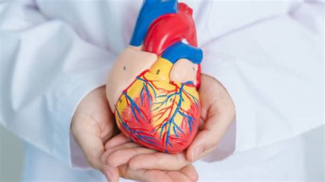 Heart Study Shows Atrial Shunting Shrinks Left Side Expands Right Be