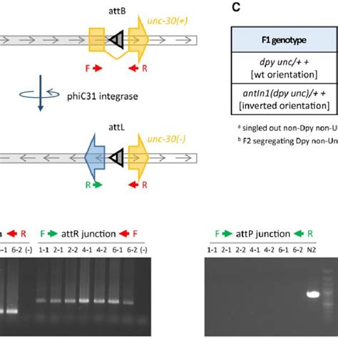 Pdf Phic31 Integrase For Recombination Mediated Single Copy Insertion And Genome Manipulation