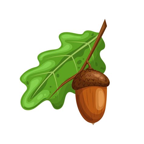 Acorn Oak Leaf Cartoon Vector Illustration 21161602 Vector Art At Vecteezy