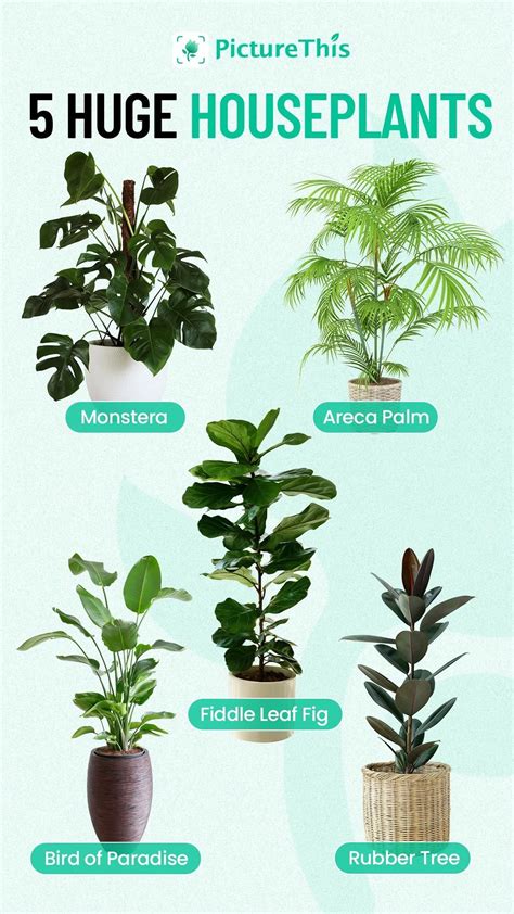 Best Indoor Plants