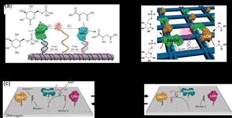 Enzyme Cascade Reactions On The Dna Scaffolds With Swinging Arm A
