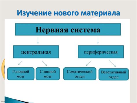 Соматический и вегетативный отделы нервной системы презентация онлайн