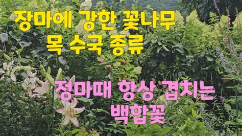 🌹7월 장마 기간에 강한 꽃은 초화 보다 나무에서 피는 꽃이 강합니다🌹 Youtube