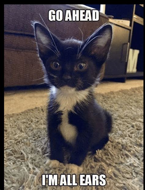 41 Adorable Caturday Memes That Are Sure To Get You Purring Artofit