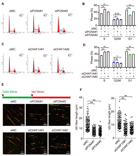 Chaf1a And Pcna Facilitate Dna Replication In Ec Cells A C Flow