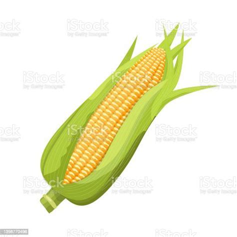 나뭇잎이있는 달콤한 옥수수 속대 흰색 배경에 고립 된 평면 스타일 벡터 일러스트 레이 션 가을에 대한 스톡 벡터 아트 및 기타 이미지 가을 건강한 생활방식 건강한