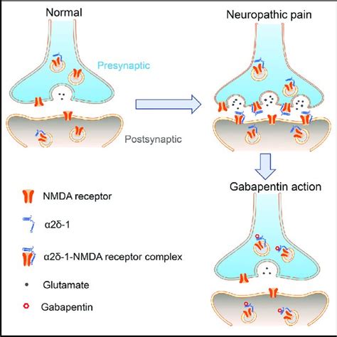 Gabapentin Restores Nmdar Activity Increased By Nerve Injury Or A2d 1