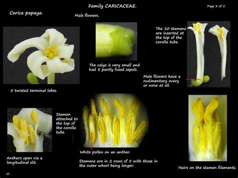 Carica Papaya Botany Brisbane