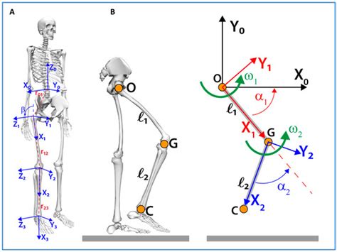 Anatomia | An Open Access Journal from MDPI