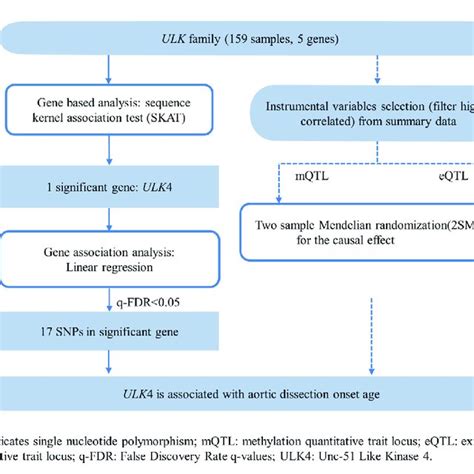 Two Sample Mendelian Randomization Analyses A Diagram Of