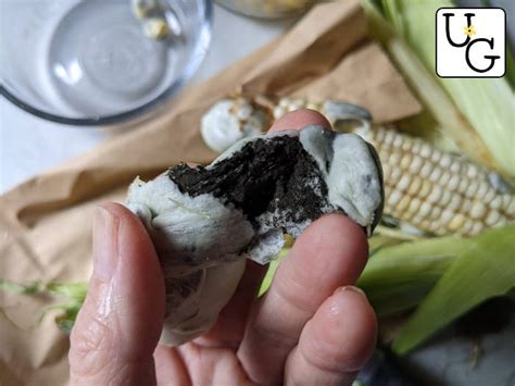 Corn Smut Recipe