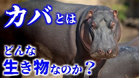 カバとはどんな生き物なのか？／ワニも恐れる巨大草食動物カバの生態や習性について紹介！泳ぎ方や食性はどうなっている？【ゆっくり解説】 Youtube