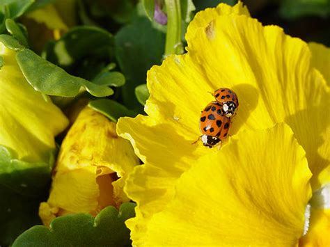 40 Animal Sex Ladybug Sexual Activity Photos Taleaux Et Images Libre