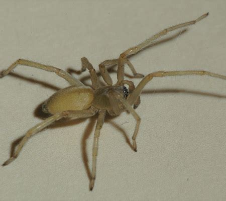 Yellow Sac Spider