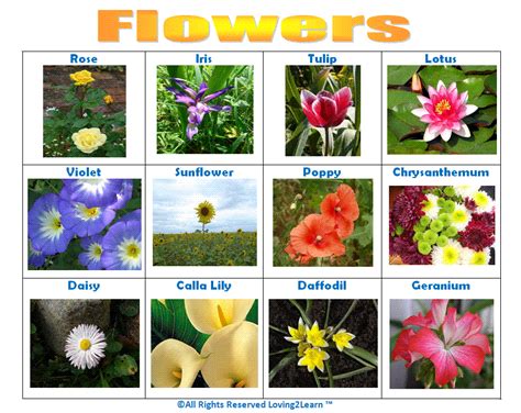 Scientific Names Of Flowering Plants