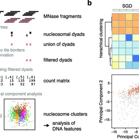 Principal Component Analysis Pca Clustering Approach A Schematic Of Download Scientific