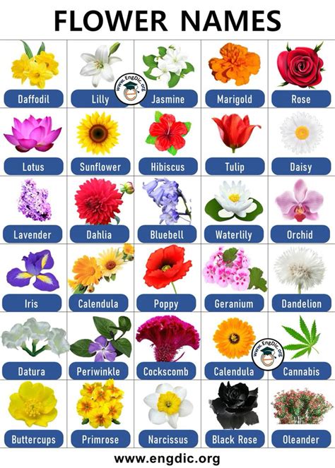 Flower Names For Different Types Of Flowers And Their Meanings In English Spanish Or German