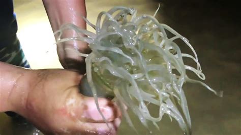 【赶海二哥】二哥挖到深海“巨型海葵”重达一斤多，胳膊一样长，蜇人很厉害 Youtube