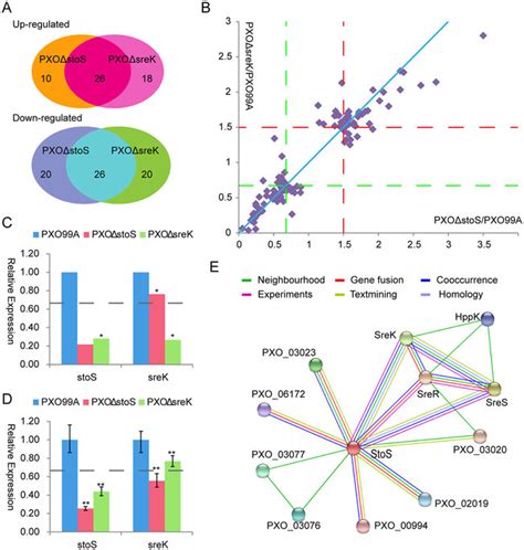 Stos And Srekrs Overlapping Signalling Circuits A Venn Diagram Download Scientific Diagram