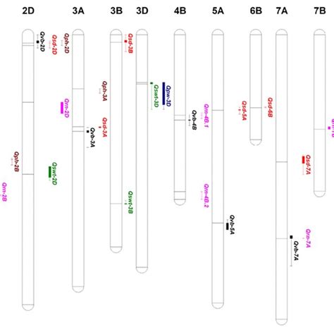 Qtl Identified For Stem And Yield Related Traits The Solid Line Near Download Scientific