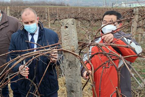 По случай Деня на лозаря и празника Св Трифон Зарезан в опитното поле на Института по