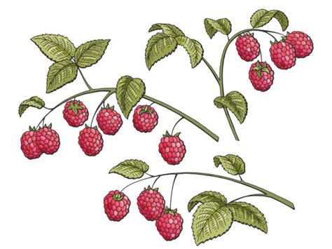 Raspberry Bush Drawings Illustrations Royalty Free Vector Graphics And Clip Art Istock