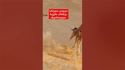 ლომების ნადირობა უდაბნოში Youtube