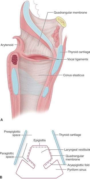 Pyriform Sinus Anatomy Pyriform Sinus Radiology Reference Article
