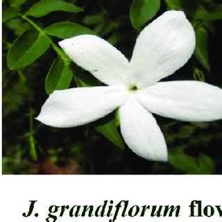 Jasminum Grandiflorum Download Scientific Diagram