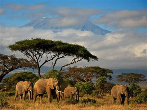 Elephants Kenya Elephant Elephant Wallpaper Kenya Safari
