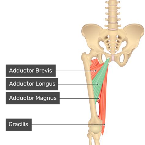Adductor Longus Muscle Getbodysmart