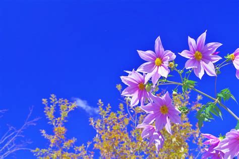 青空に映える花 by narashika ID8328583 写真共有サイト PHOTOHITO