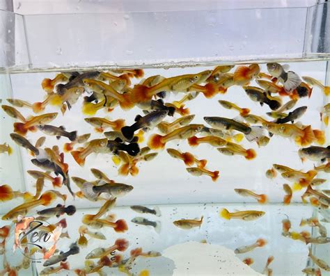 Guppies For Sale Online Australia Buy Guppy Fish Zen Aquarium Au
