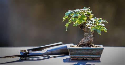 How To Start A Bonsai For Beginners